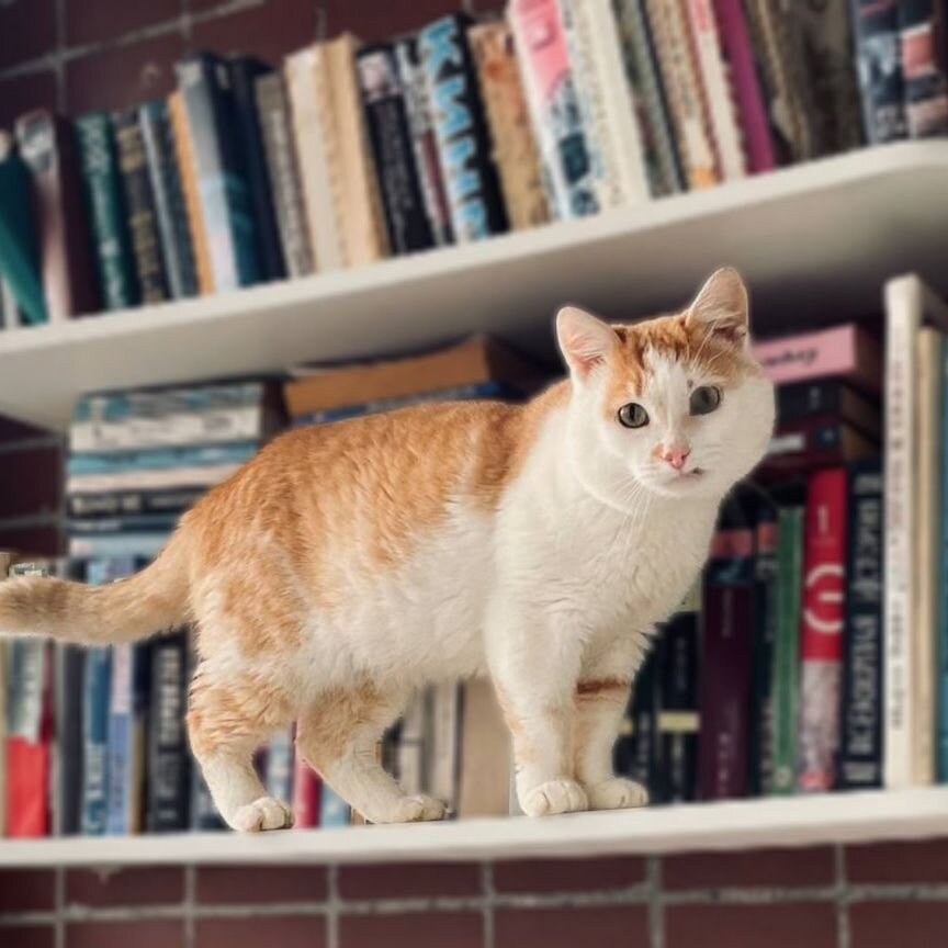 Кот на выданье