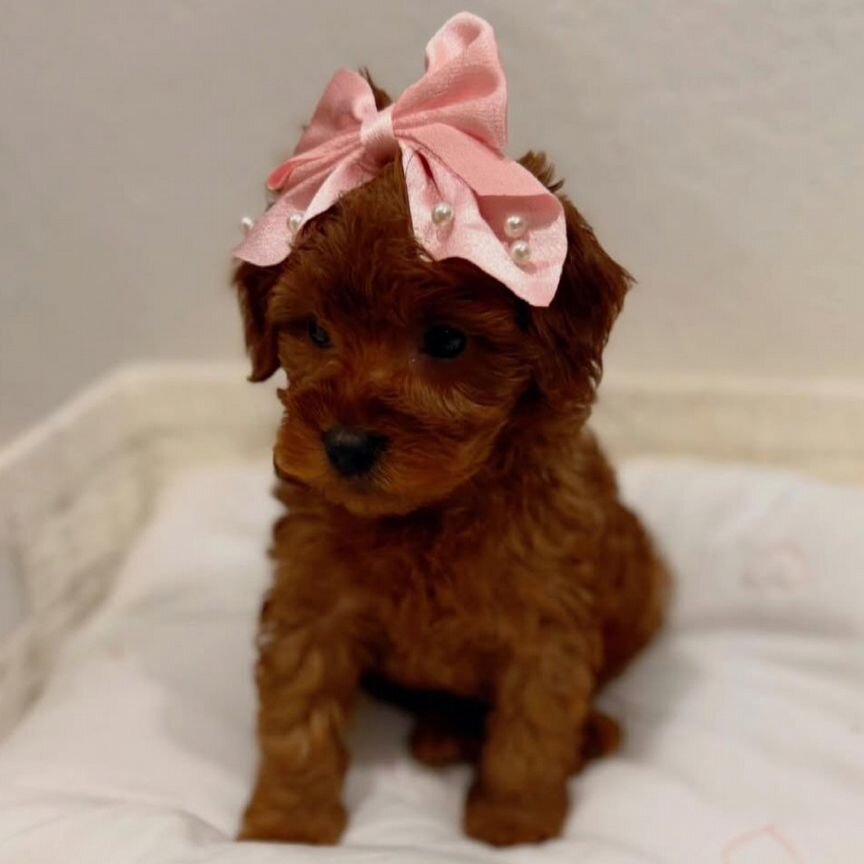 Той-пудель, щенок