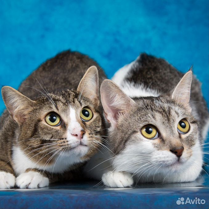 Котики Белый и Пятнышко в добрые руки