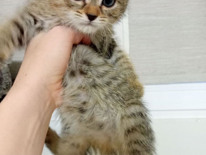 Котенок девочка в добрые руки