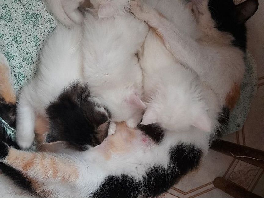 Отдам в добрые руки котят