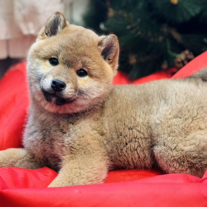 Пирожок. Щенок сиба (шиба ину)