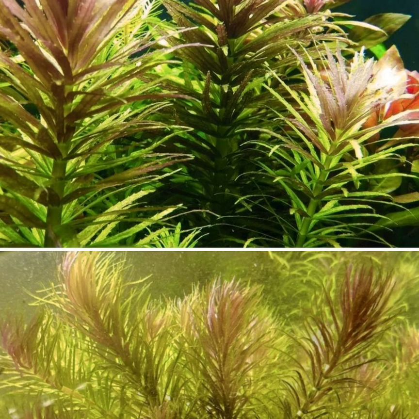 Аквариумные растения без CO2 на водопроводной воде