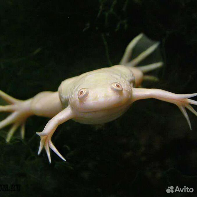 Шпорцевая лягушка