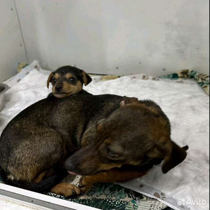 Мама и дочка в добрые руки