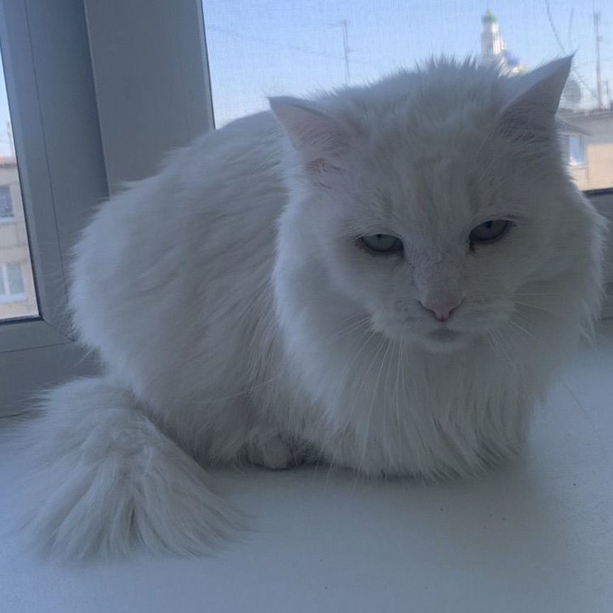 Взрослый кот в добрые руки