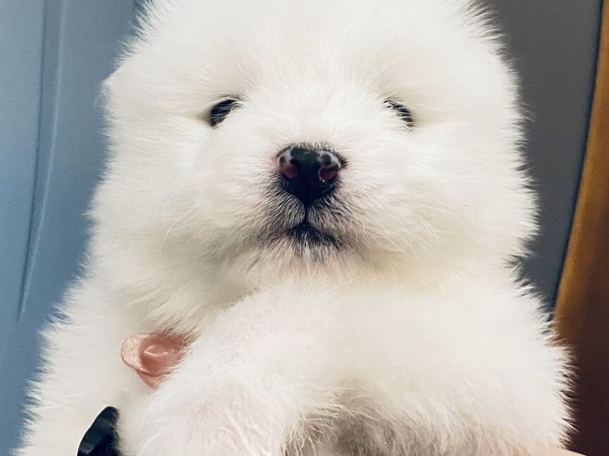 Самоеды, мальчишки, девчонки