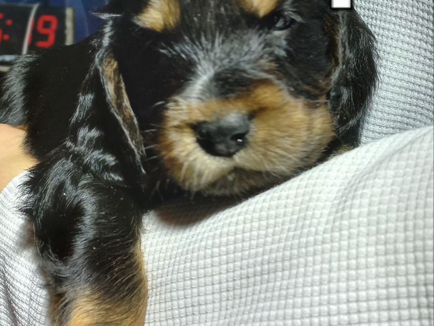 Собаки щенки