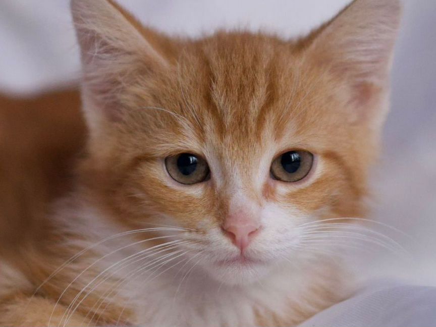 Рыжие чудо, котенок Улаф, мальчик