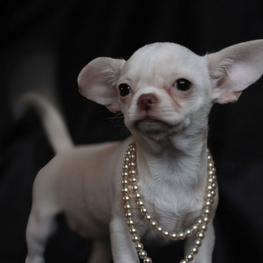 Чихуахуа, щенок