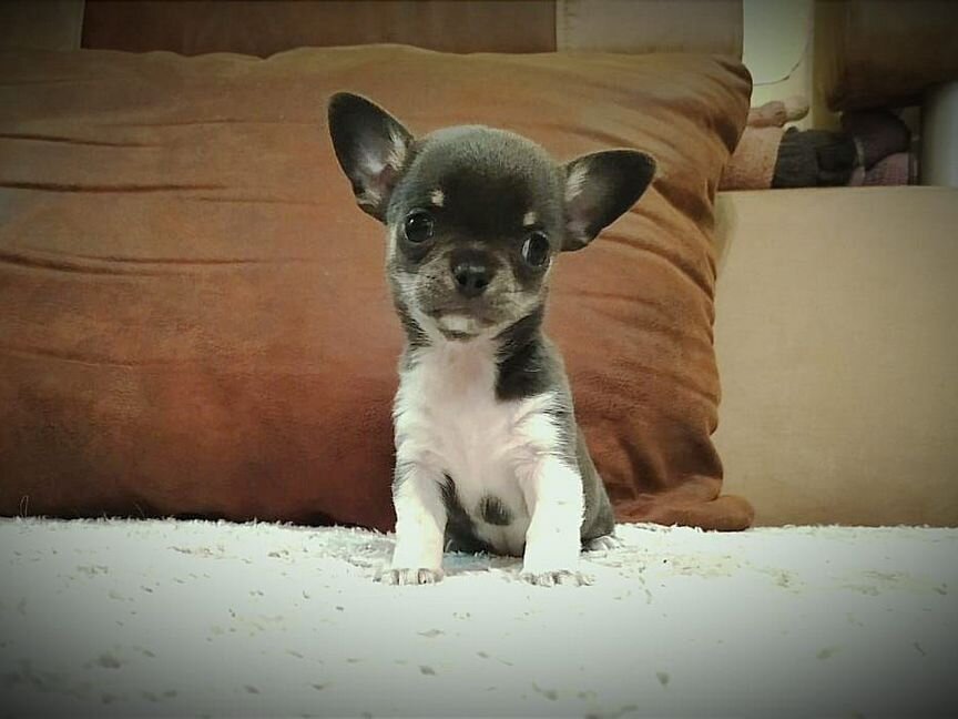 Щенки чихуахуа мини гладкошерстные