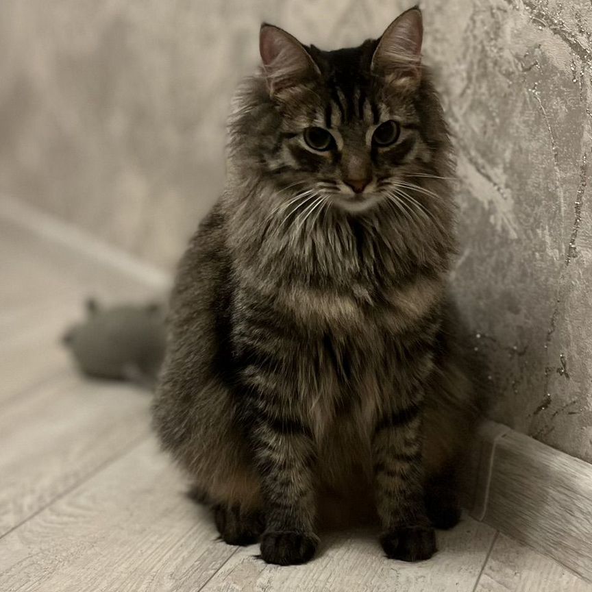 Сибирская кошка (фенотип)