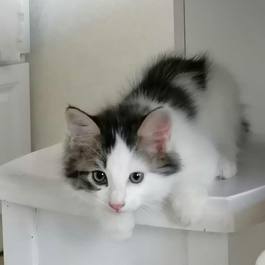 Воспитанные, ласковые братики 4 мес., с паспортом