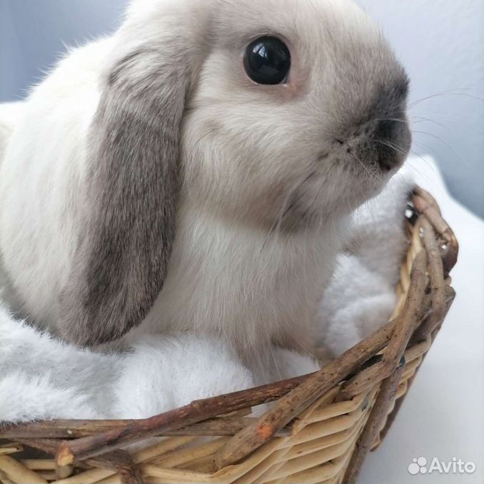 Кролики породы Барашки Minilop