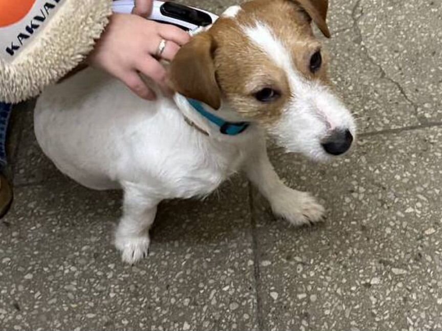 Джек Рассел терьер