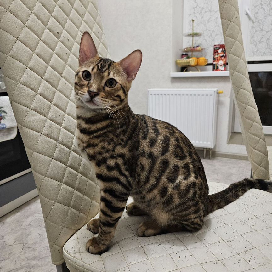 Бенгальская кот вязка бесплатно