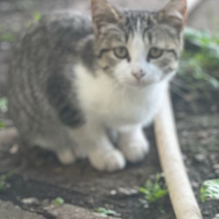 Кошечка в добрые руки