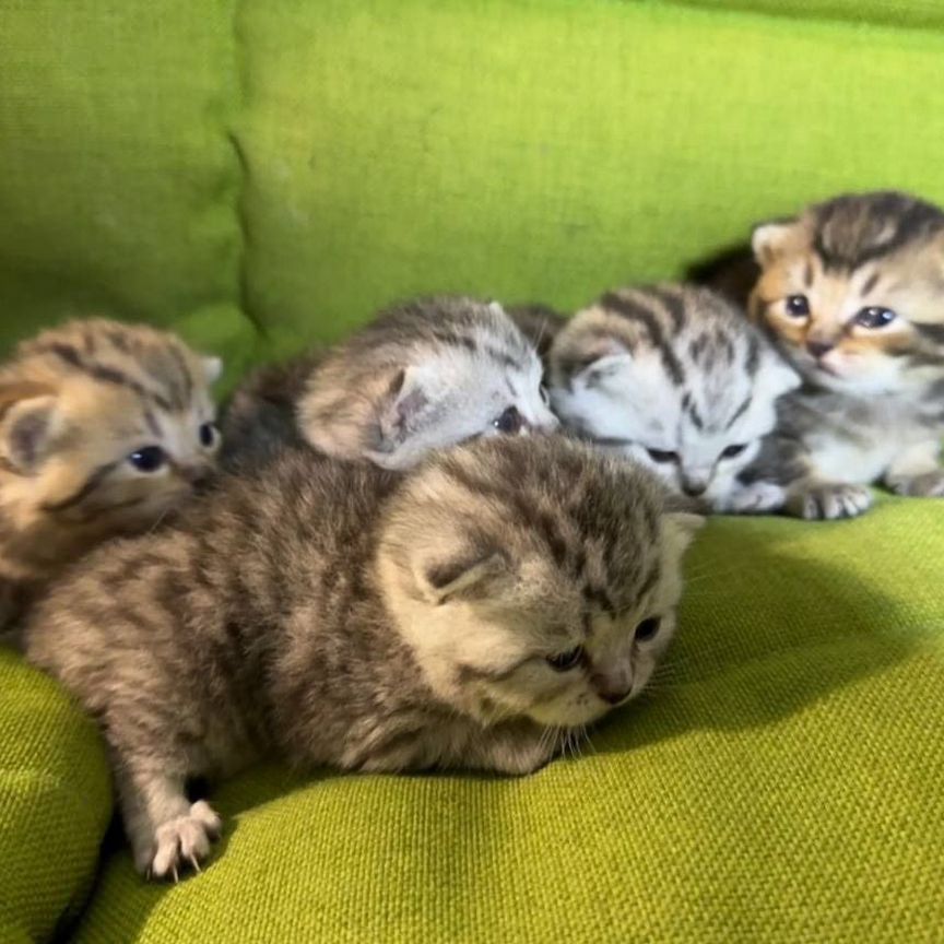 Котята