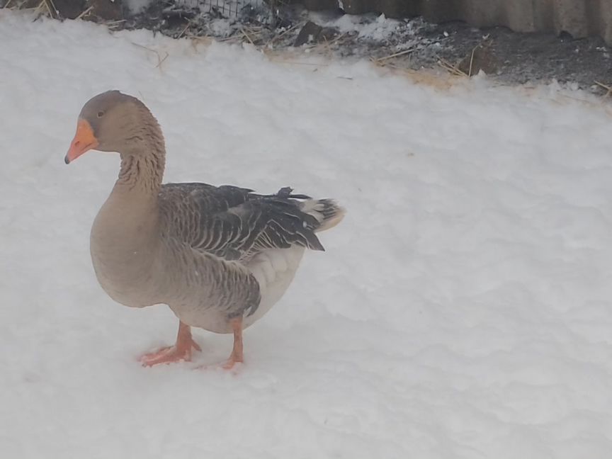 Гусь на племя