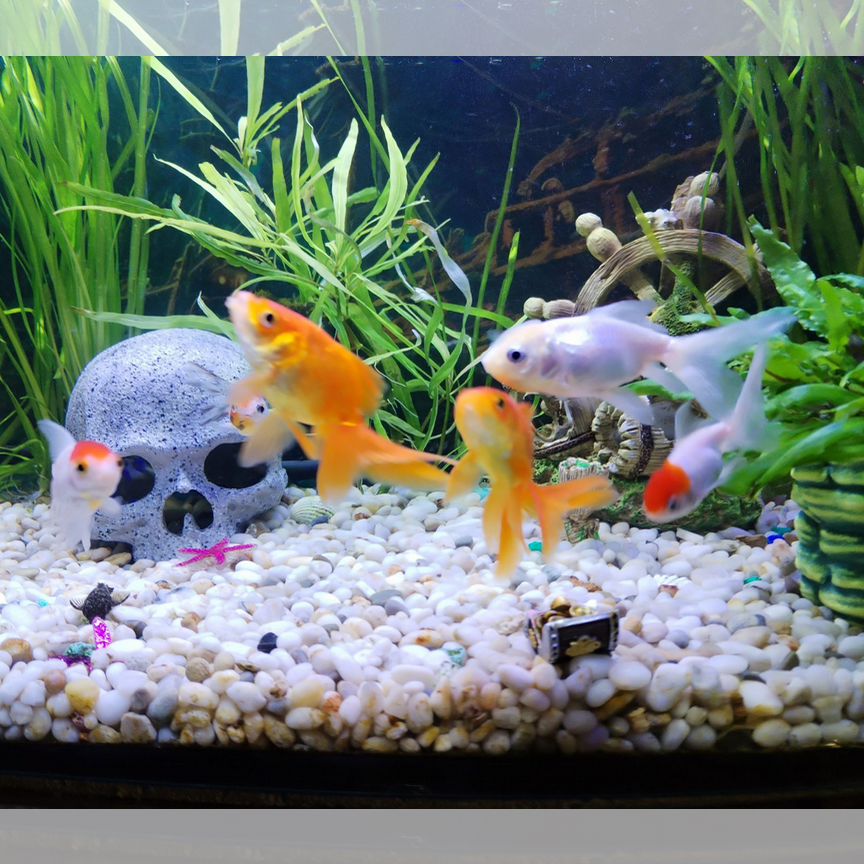 Рыбки для аквариума золотые и шапочки