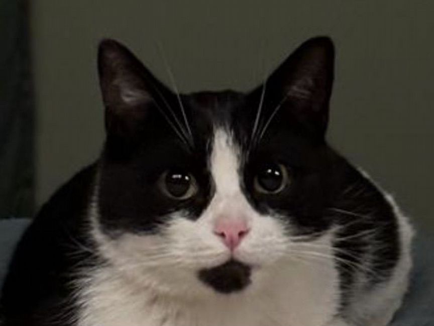 Кошка