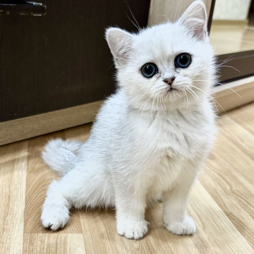 Котята британская шиншилла 2, 3 месяца
