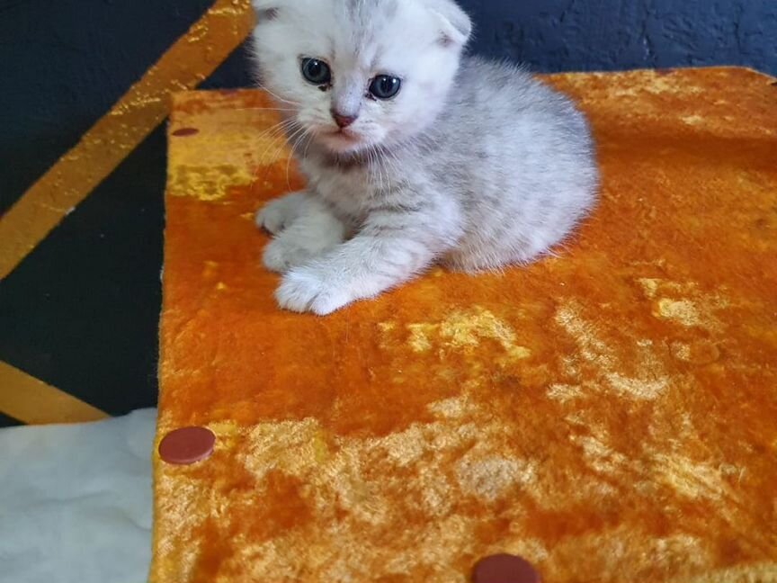 Котятки