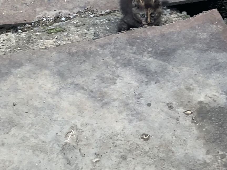 Котики в беде