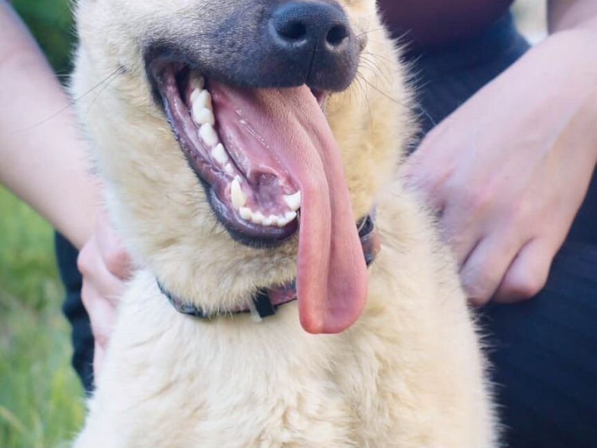 Хорошая собака ищет дом