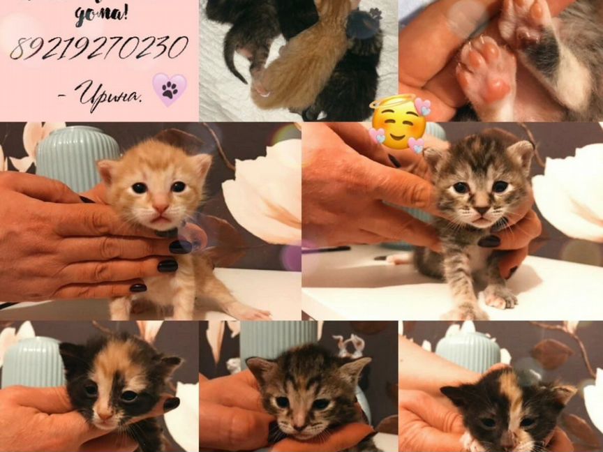 Котята в добрые руки