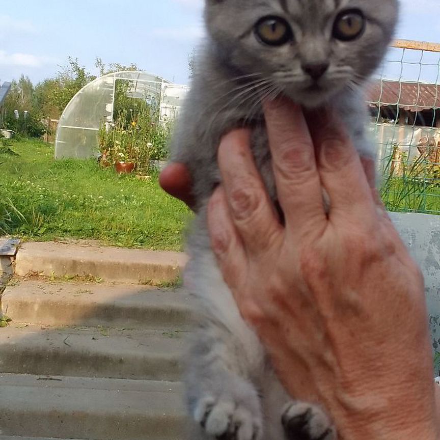 2 кошечки ждут своего хозяина