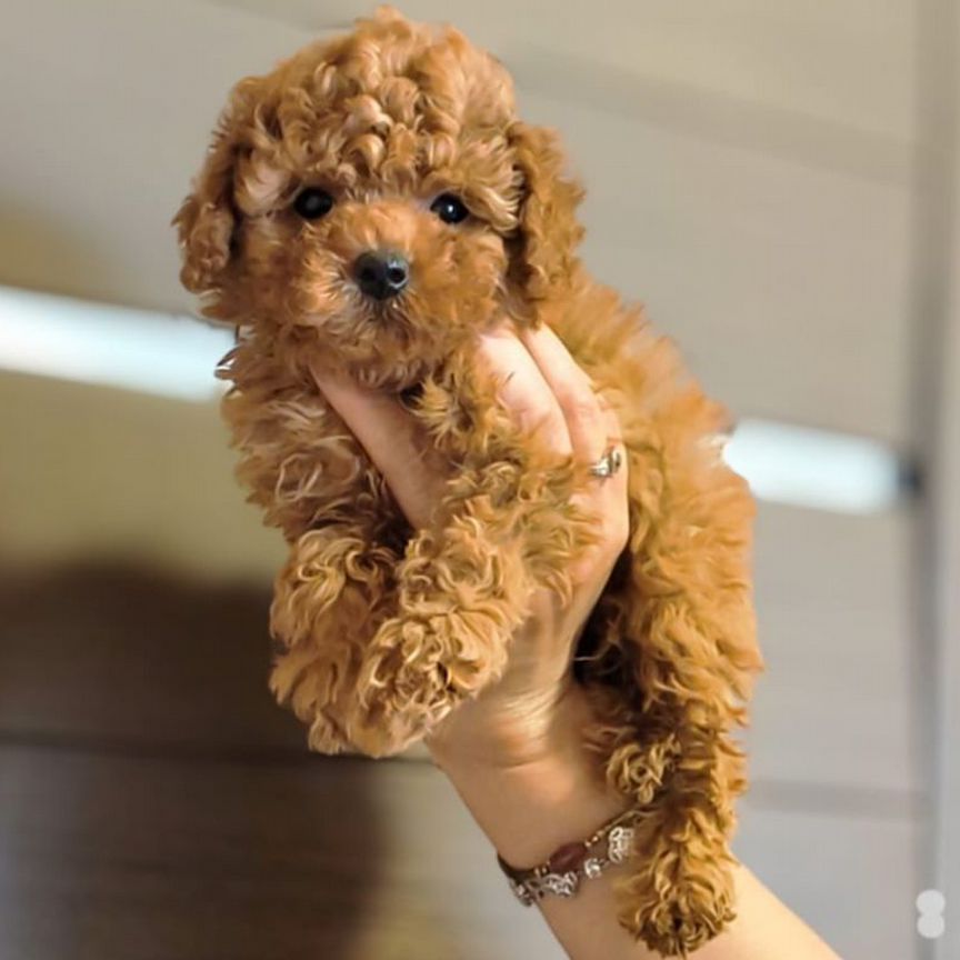 Той-пудель, щенок