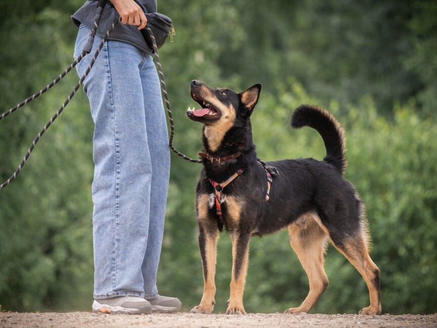 Красавец из приюта Ричард