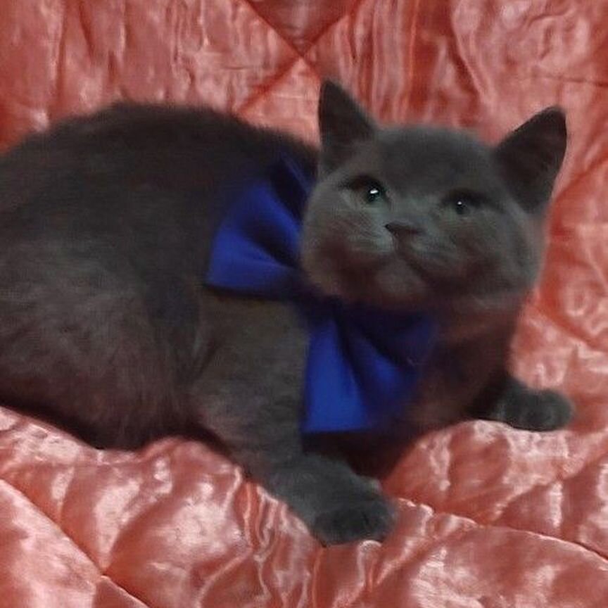 Британский короткошёрстный котёнок
