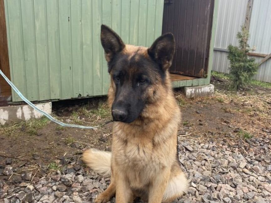 Немецкая овчарка вязка сучка