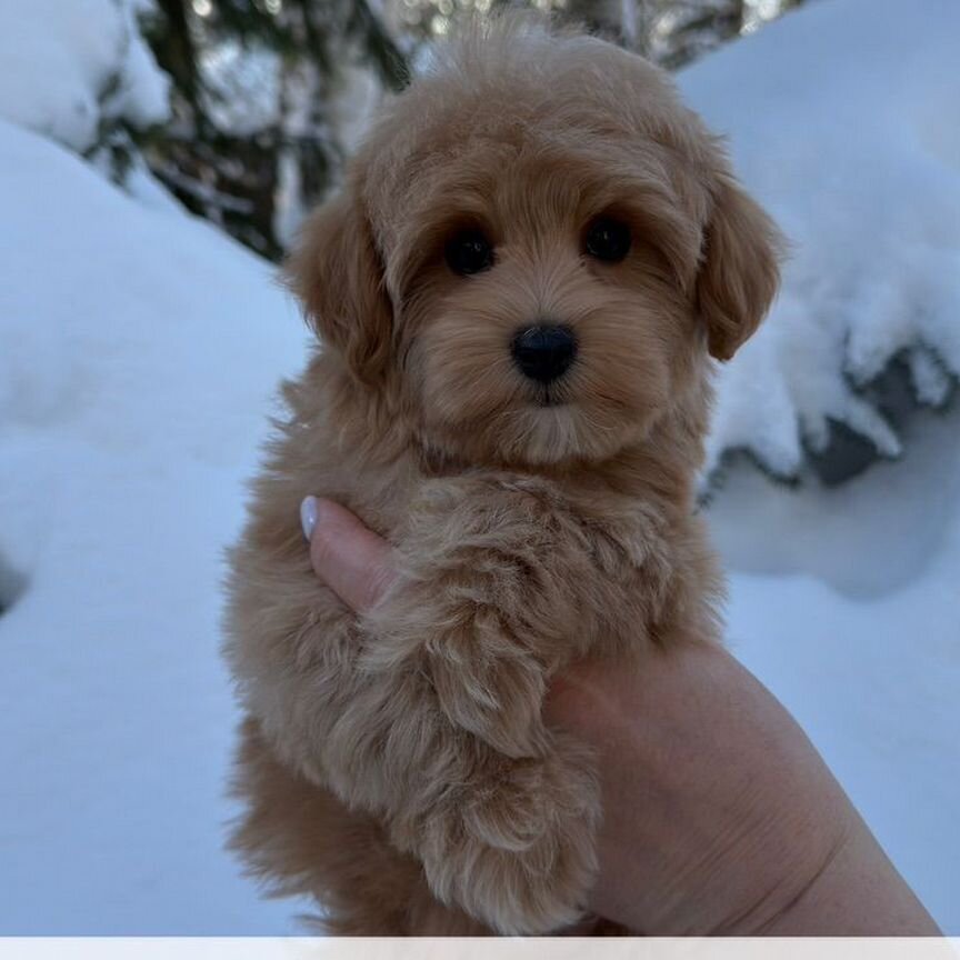 Мальтипу, щенок