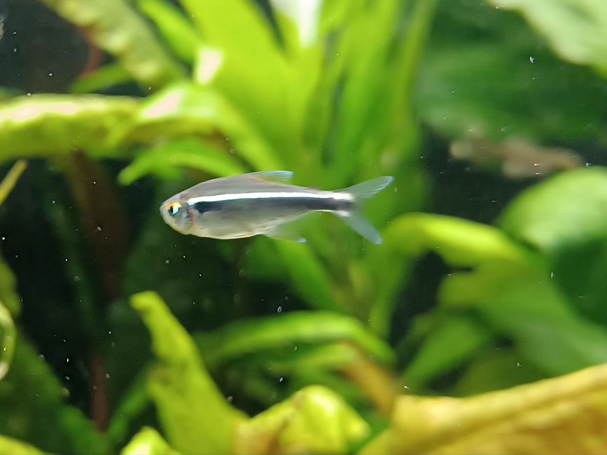 Неон черный