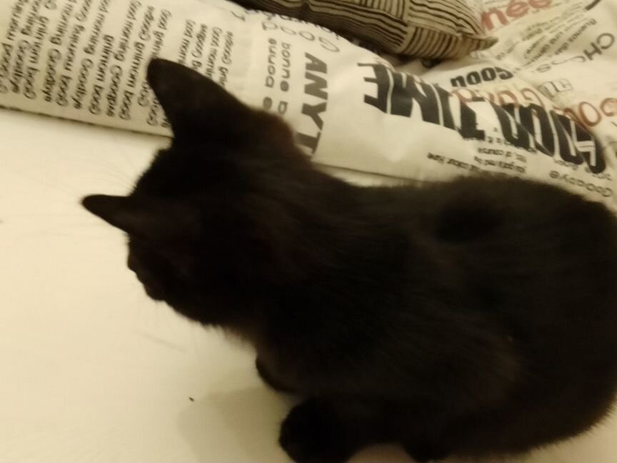 Девон-рекс,девочка,2 мес