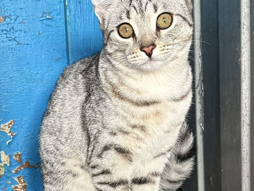 Бенгальская кошечка