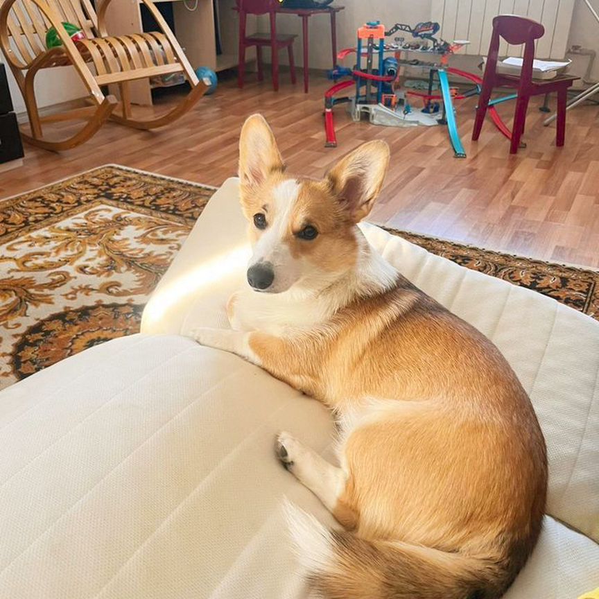 Корги пемброк