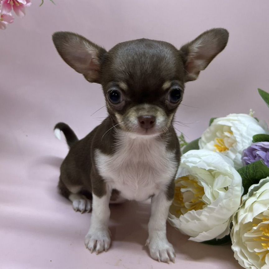 Чихуахуа девочка готова к переезду