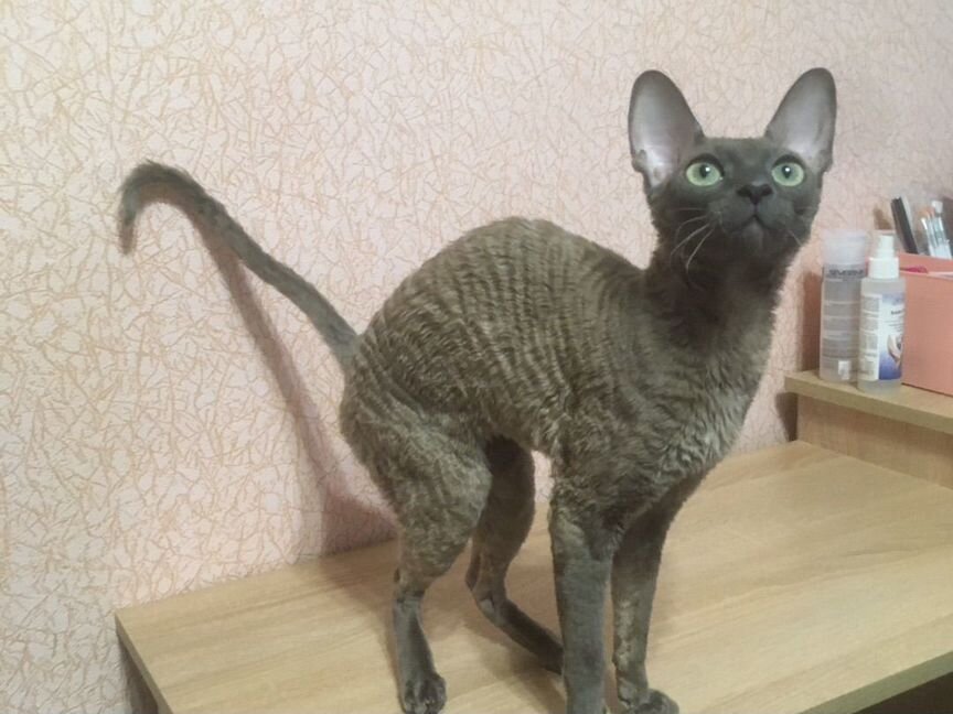 Корниш-рекс вязка ищем кота