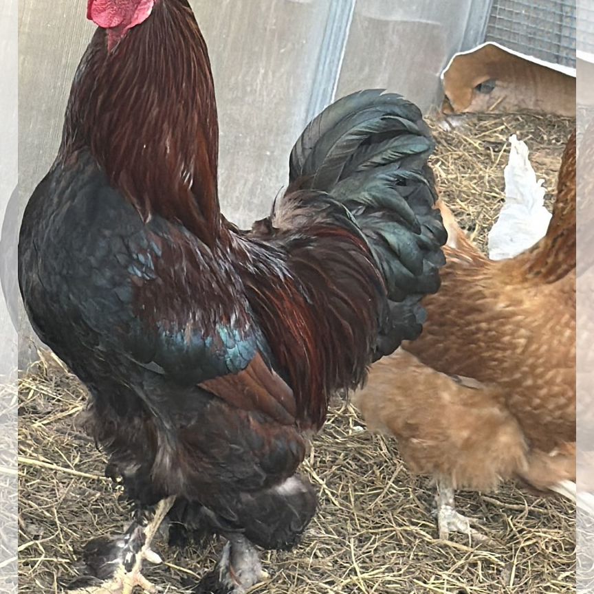 Домашний петушок породы Брама