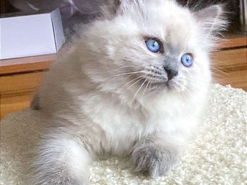 Невский маскарадный мальчик