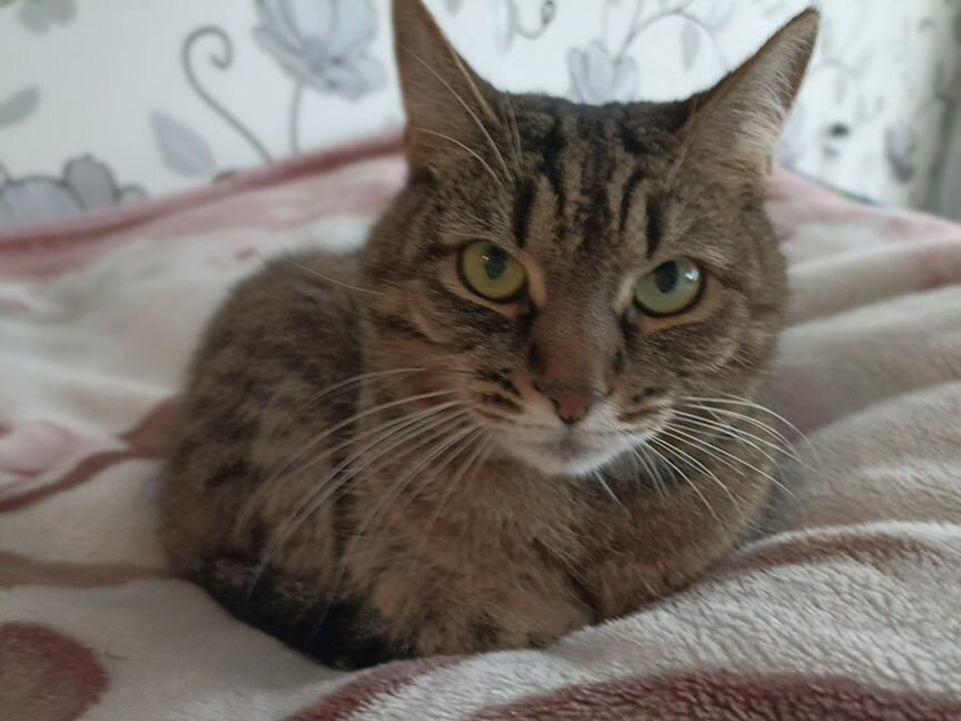 Отдам кота в добрые руки