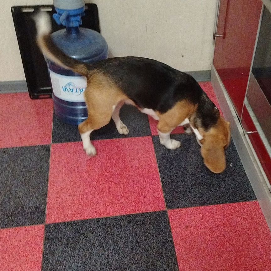 Бигль, взрослая собака