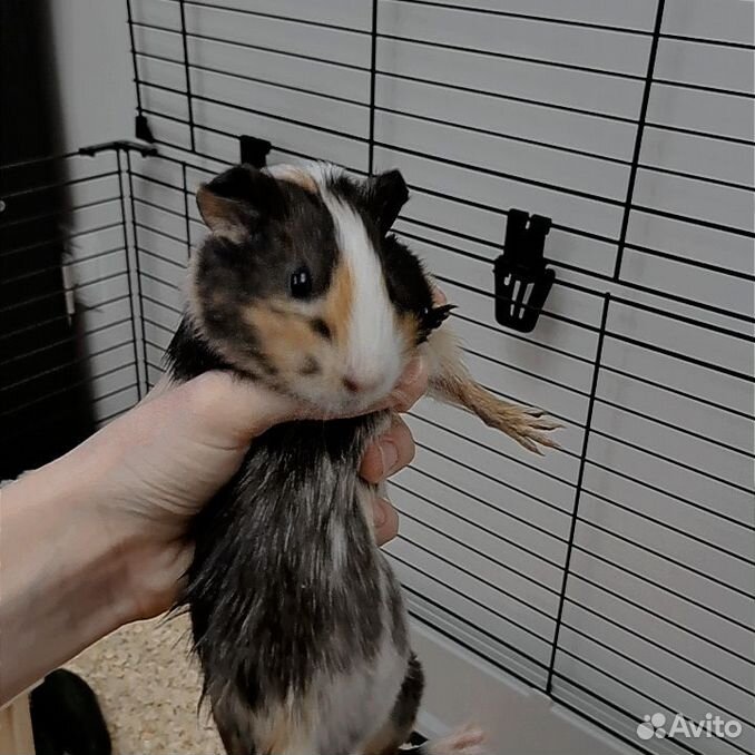 Морская свинка девочка