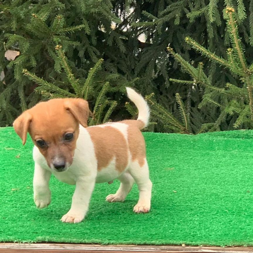 Щенки джек рассел терьер