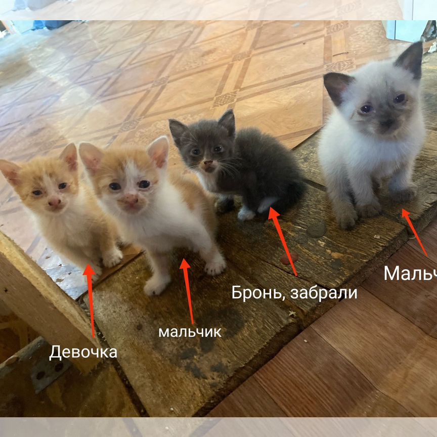 Котята бесплатно в дар