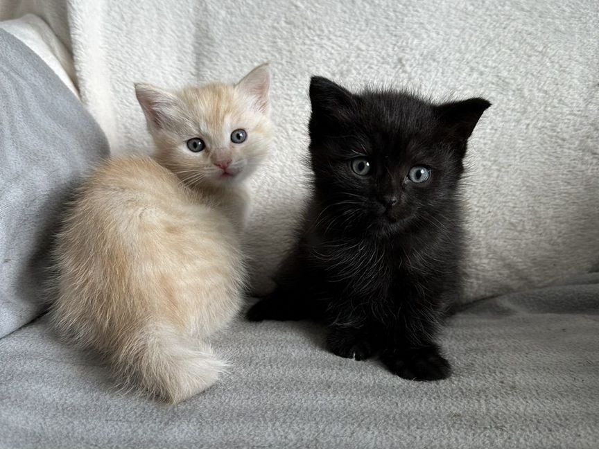 Британские котята